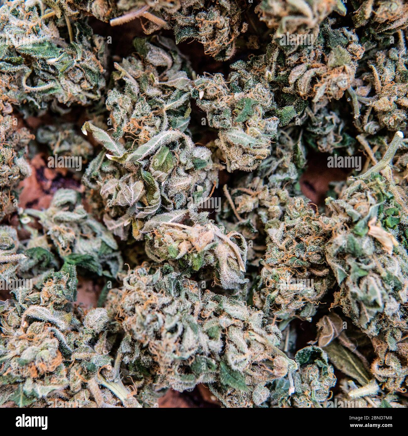 Healing medical strains of weed Stock Photo - Alamy