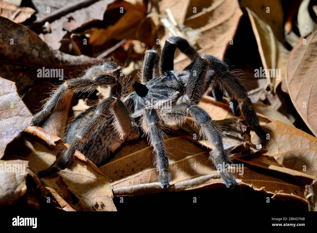Baboon spider africa hi-res stock photography and images - Alamy