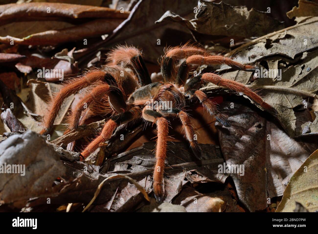 Columbian giant tarantula megaphobema robusta hi-res stock photography ...