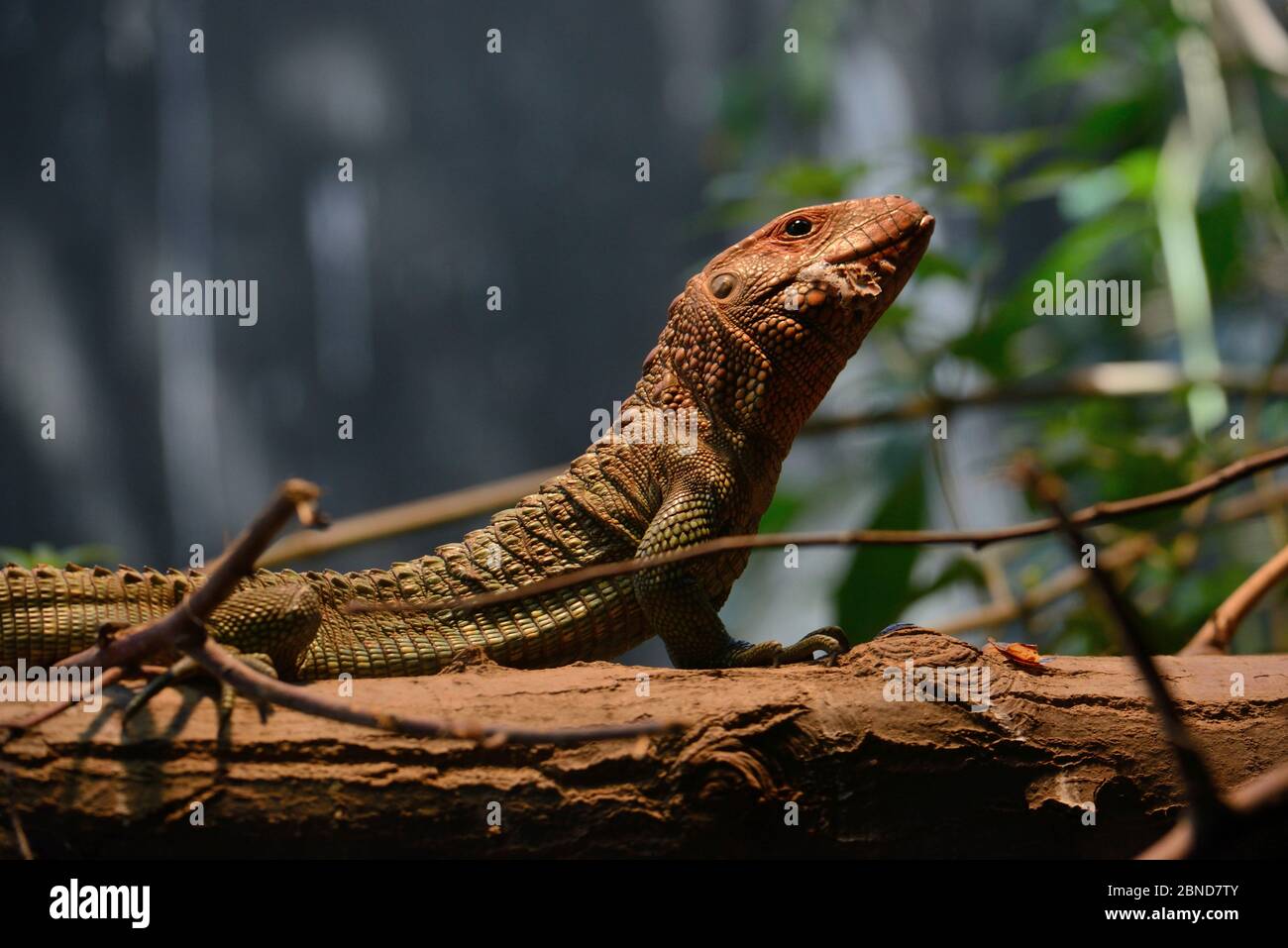 Northern caiman lizard dracaena guianensis hi-res stock photography and ...