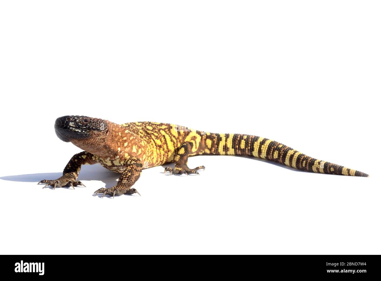 Mexican beaded lizard (Heloderma horridum) captive, endemic to Mexico ...