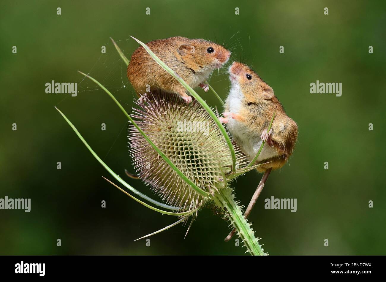 Harvest mice on teasel hi-res stock photography and images - Alamy
