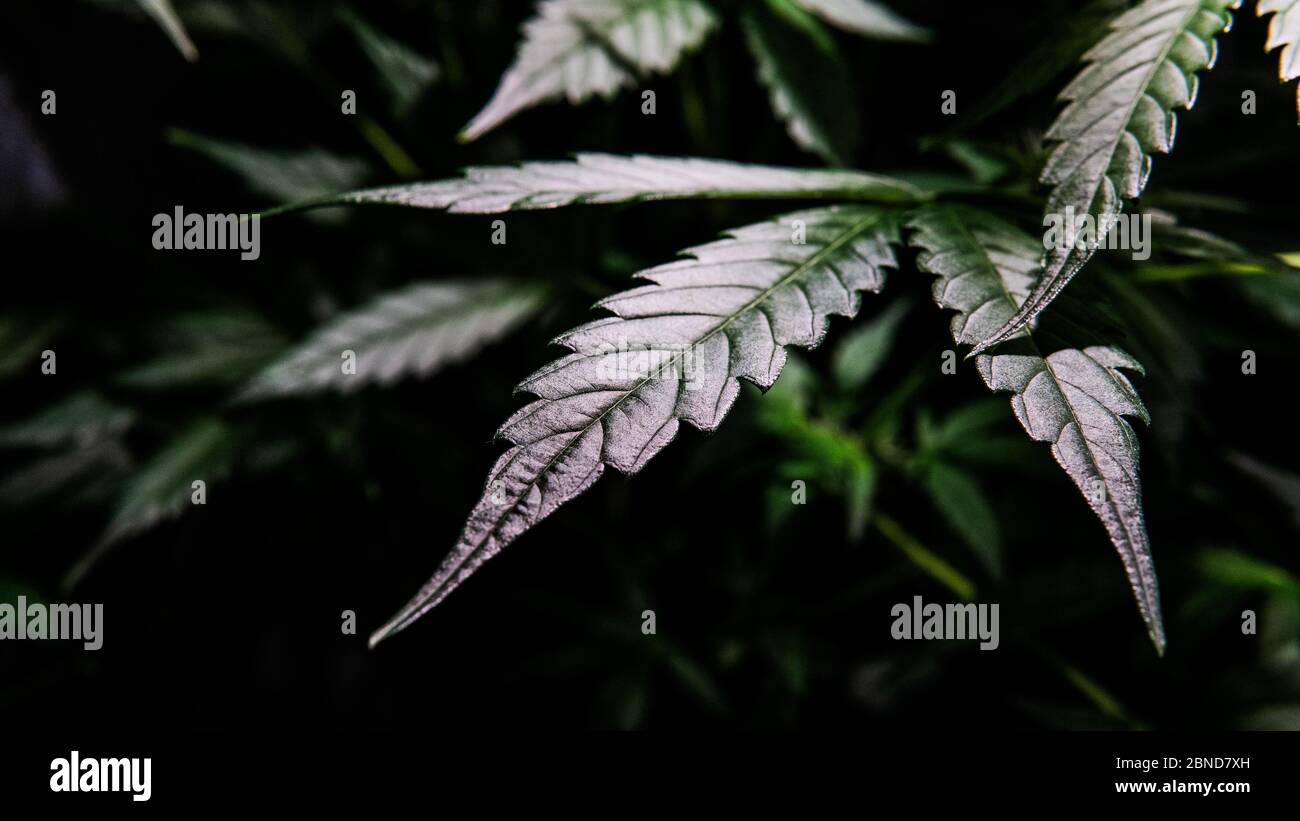 Healing medical strains of weed Stock Photo - Alamy