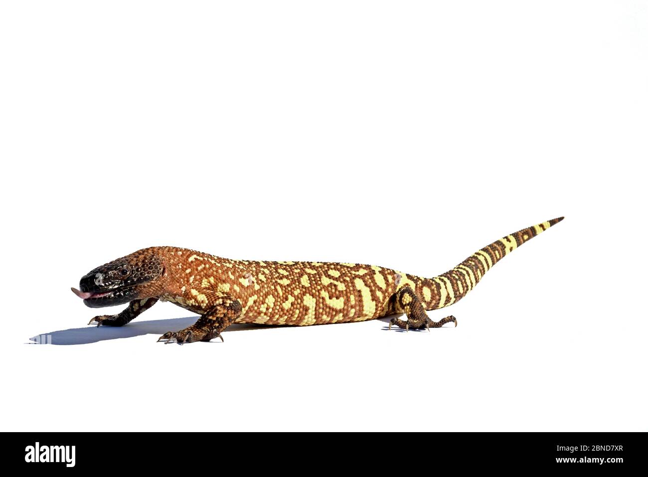 Mexican beaded lizard (Heloderma horridum) captive, endemic to Mexico ...