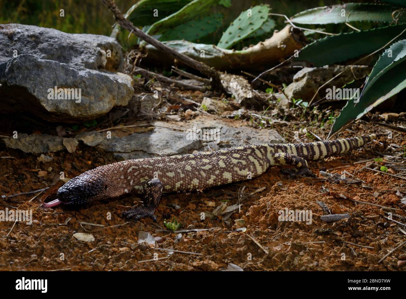 Heloderma Horridum Alvarezi