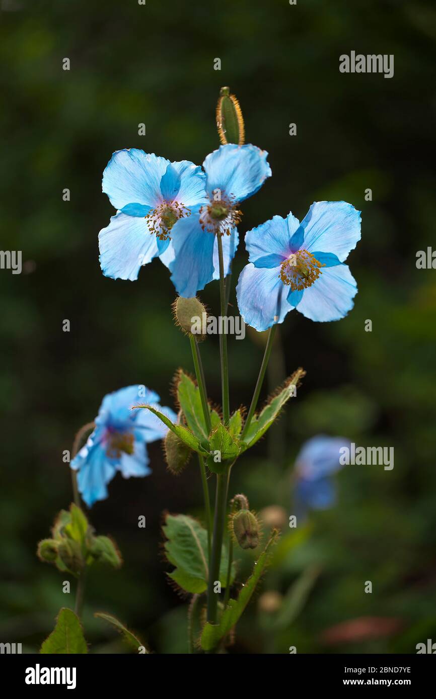 Blue poppy (Meconopsis betonicifolia), Mount Namjagbarwa, Yarlung ...