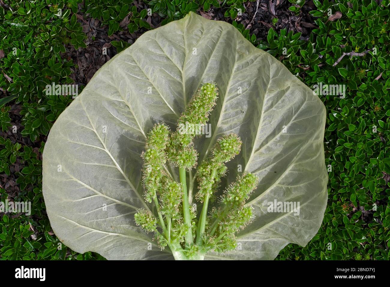 Noble rhubarb (Rheum nobile) leaf and flowers, Mount Namjagbarwa ...