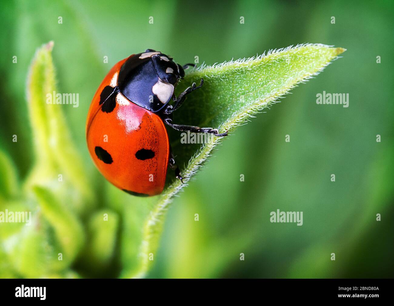 Ladybird close up hi-res stock photography and images - Alamy