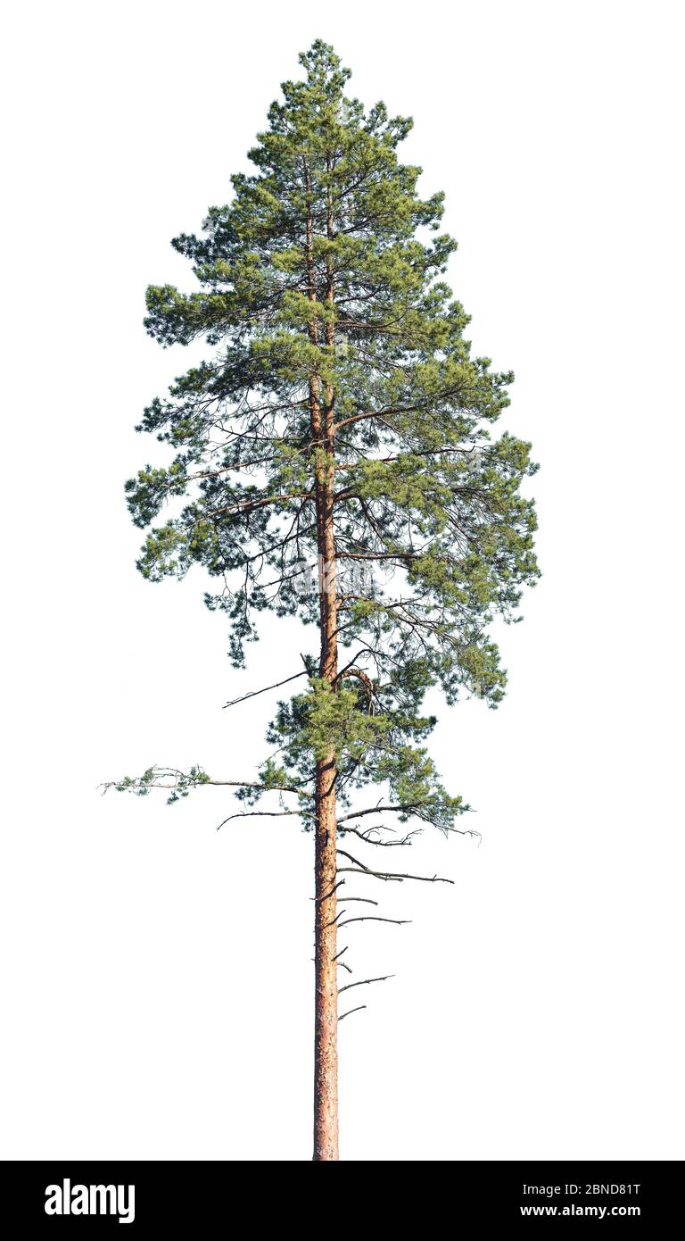 Tall Pine Tree