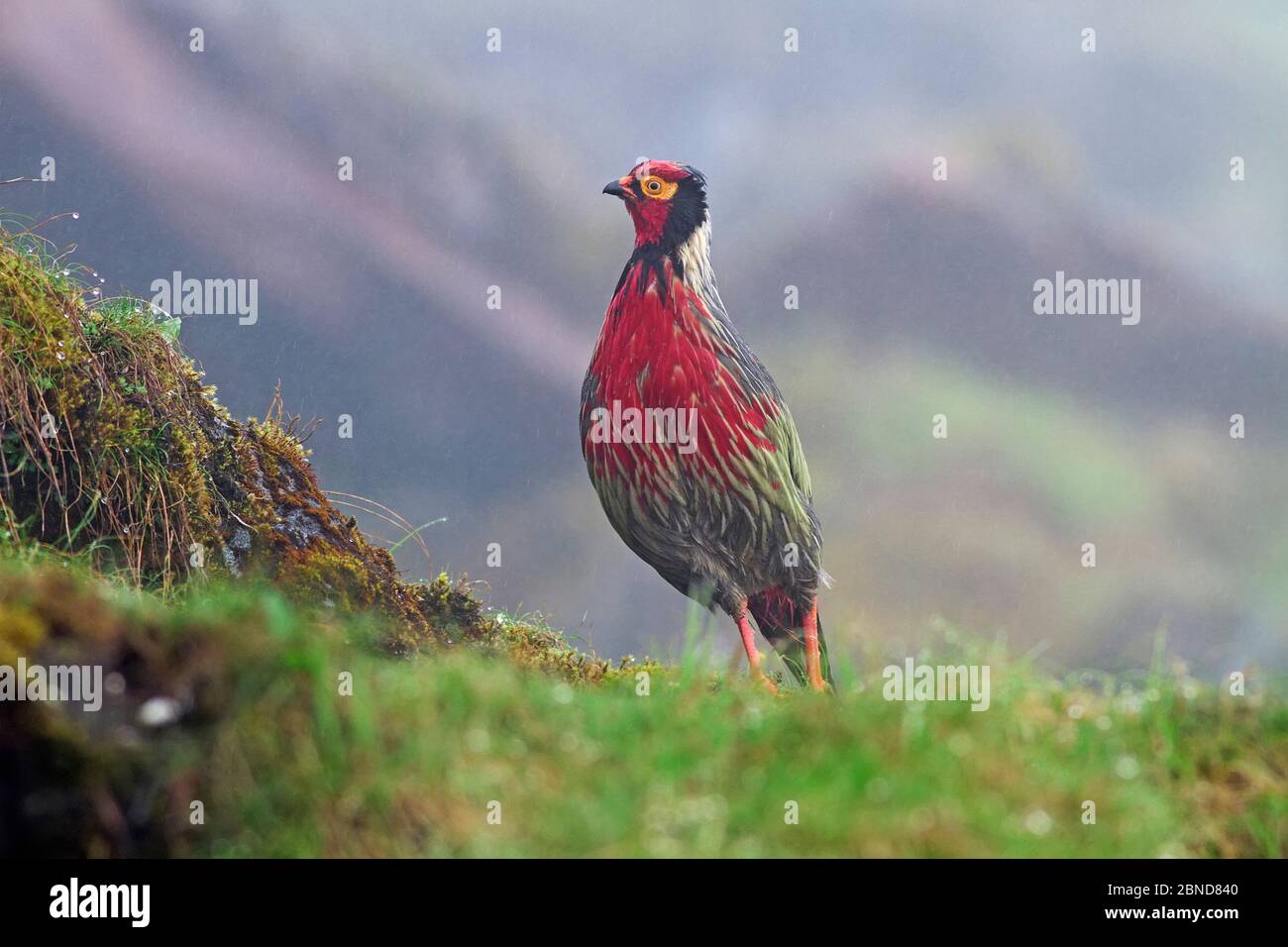 Blood pheasant (Ithaginis cruentus) in rain, Mount Namjagbarwa, Yarlung ...