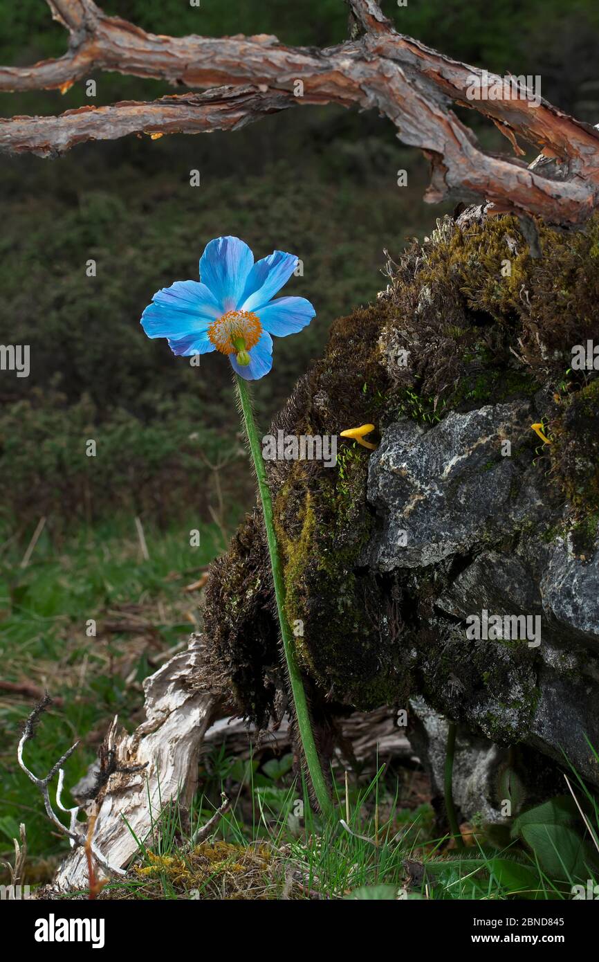 Blue poppy (Meconopsis simplicifolia), Mount Namjagbarwa, Yarlung ...