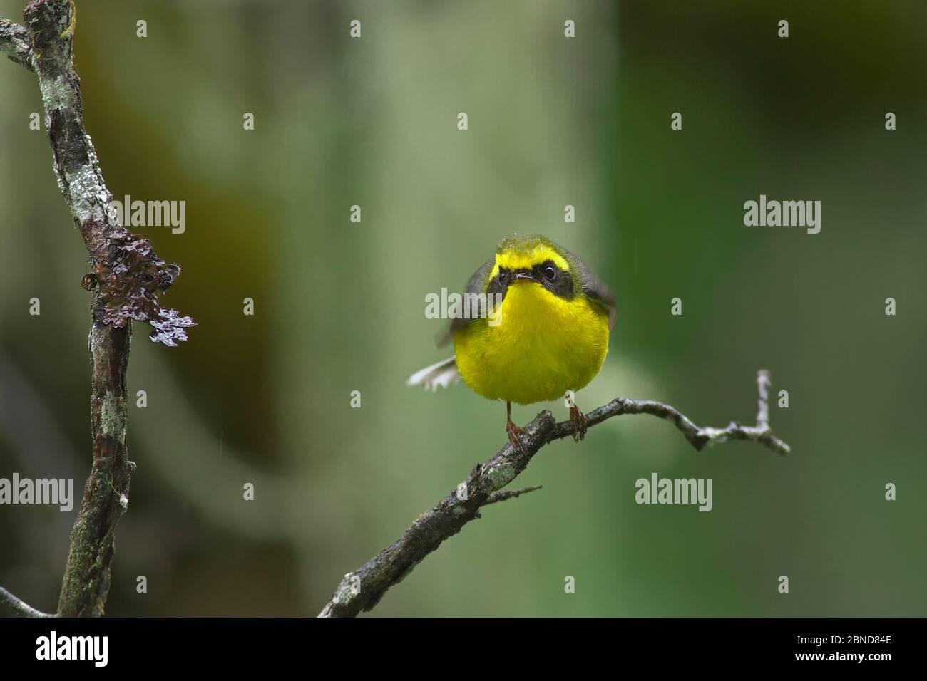 Yellow bellied fantail hi-res stock photography and images - Alamy