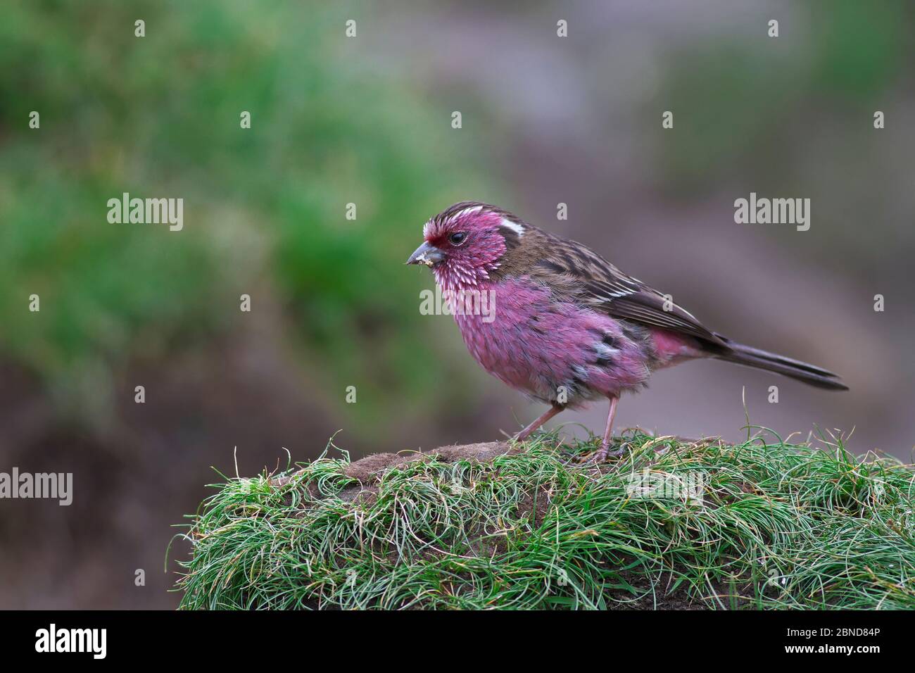 White-browed rosefinch (Carpodacus thura) on ground, Mount Namjagbarwa ...