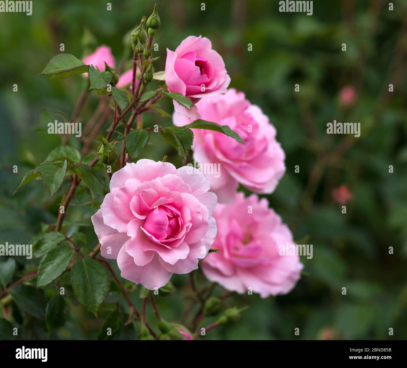 Bonica rose flowers hi-res stock photography and images - Alamy