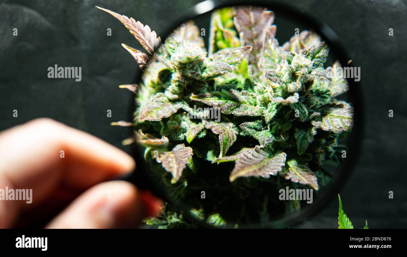 Flower buds male marijuana cannabis hi-res stock photography and images ...