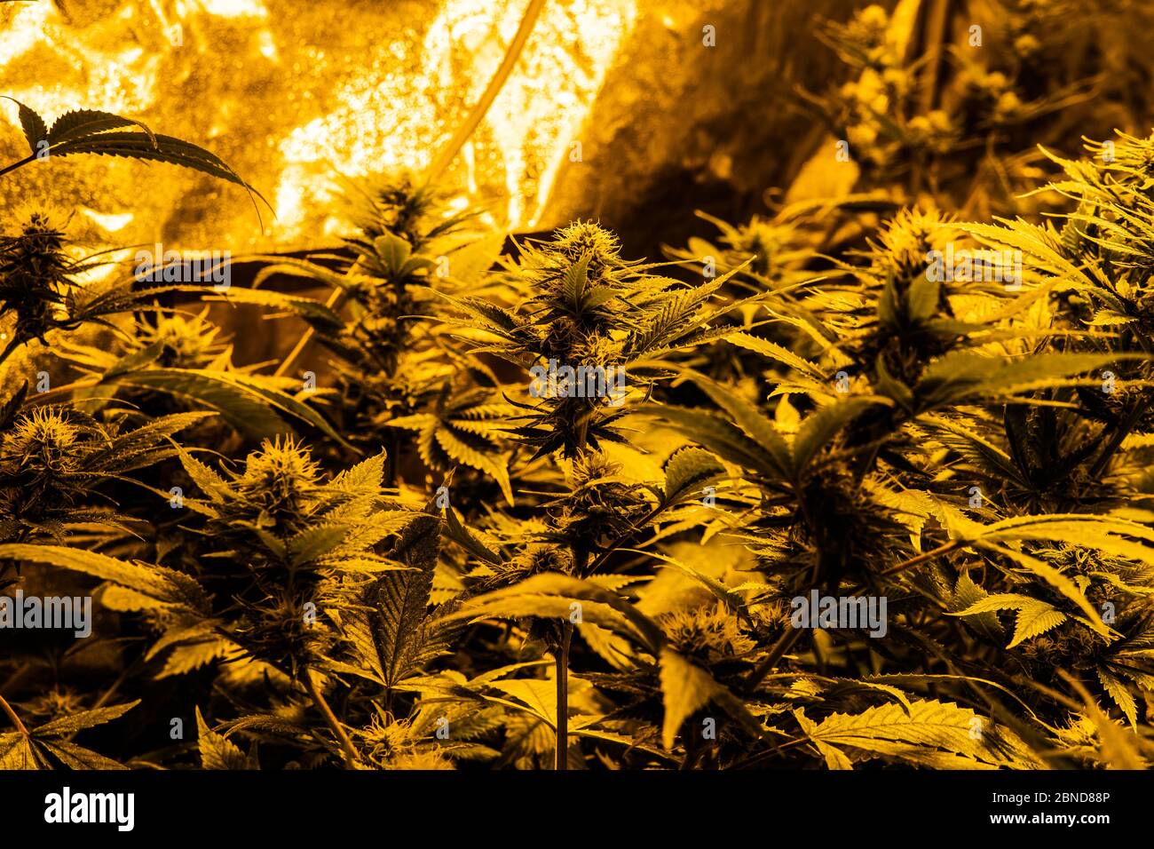 Healing medical strains of weed Stock Photo - Alamy
