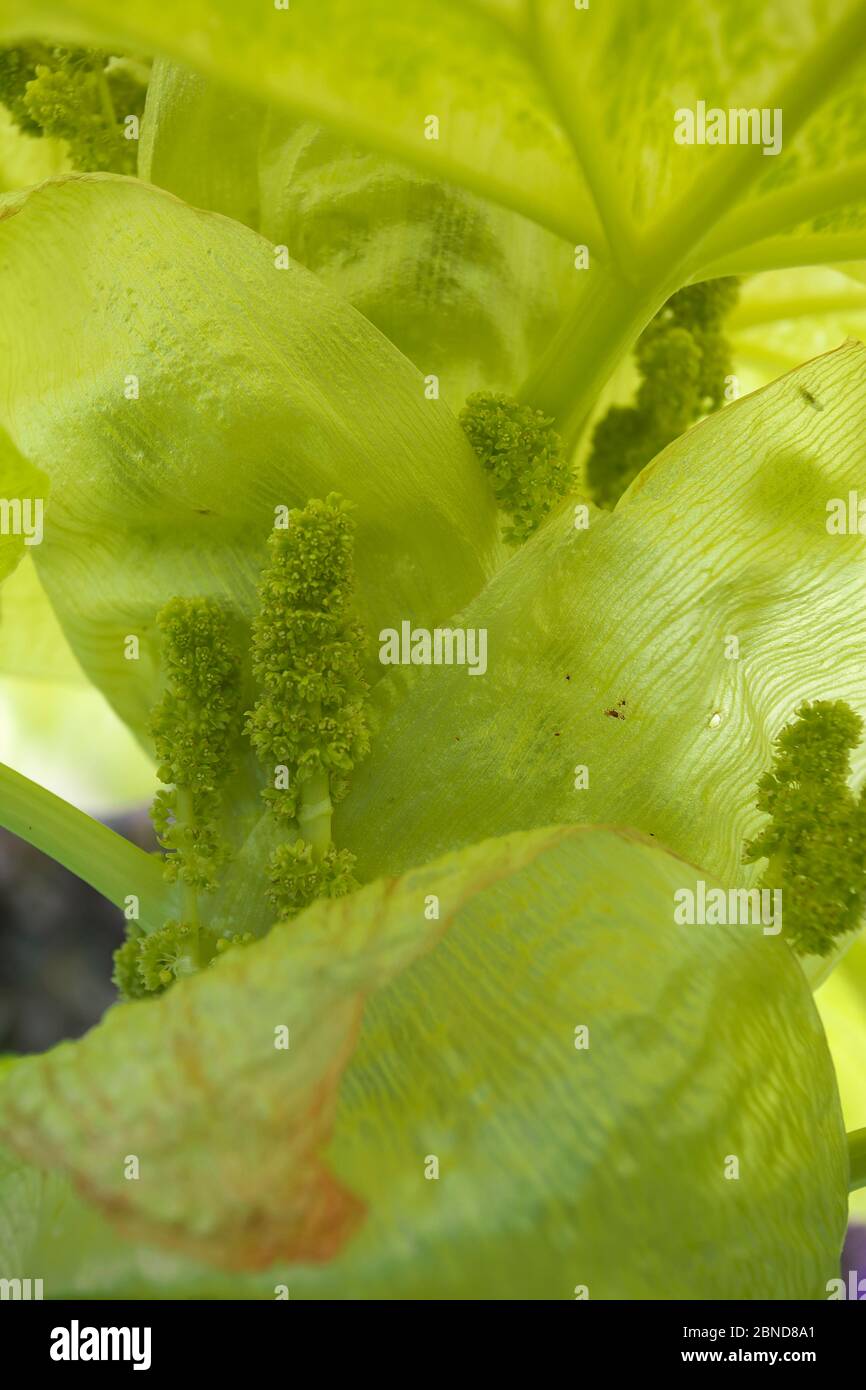 Noble rhubarb (Rheum nobile), close up of flowers and leaves, Mount ...
