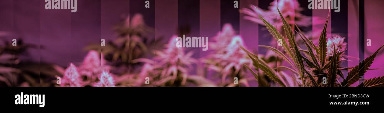 Healing medical strains of weed Stock Photo - Alamy