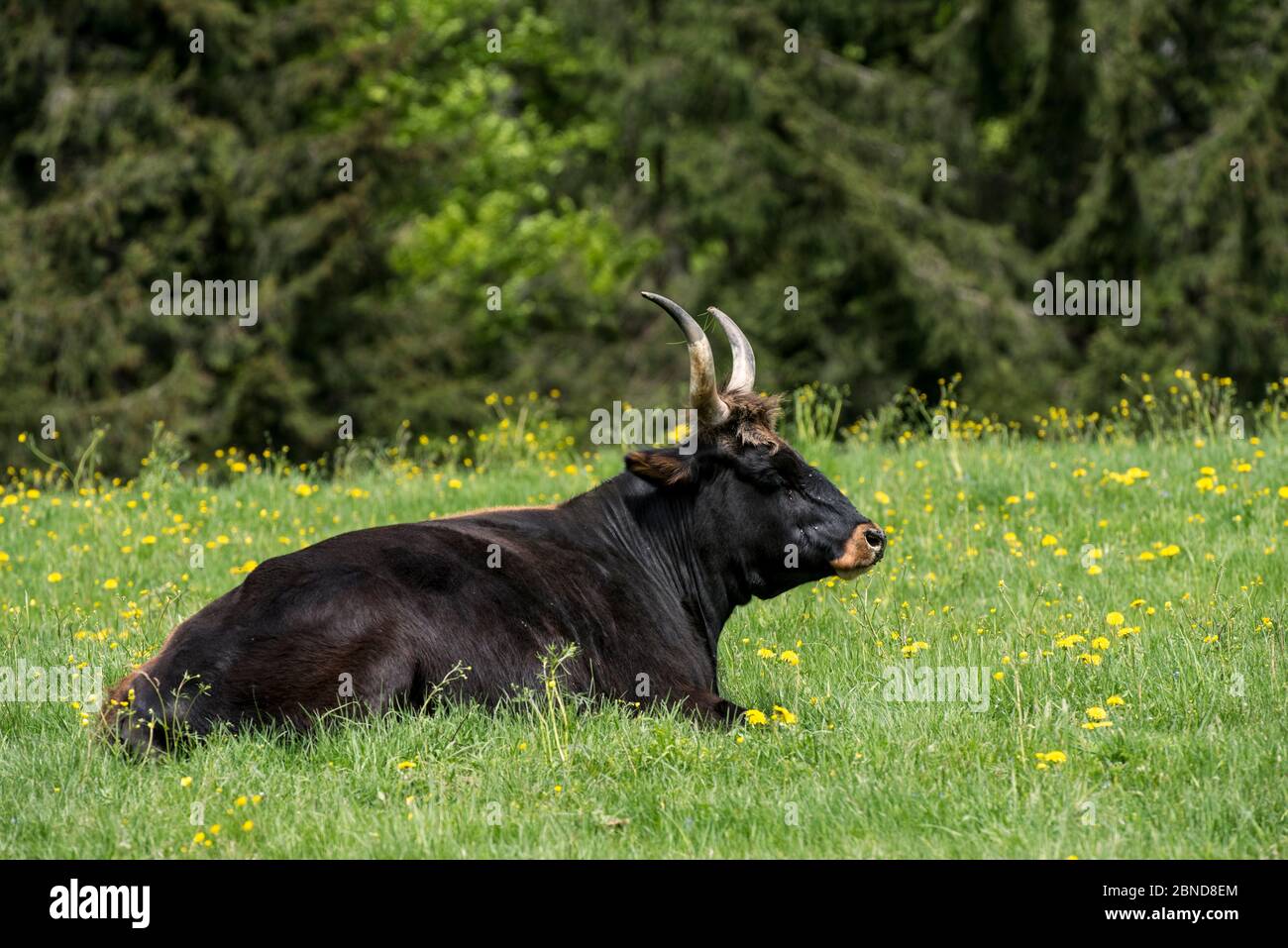 Extinct cattle hi-res stock photography and images - Alamy