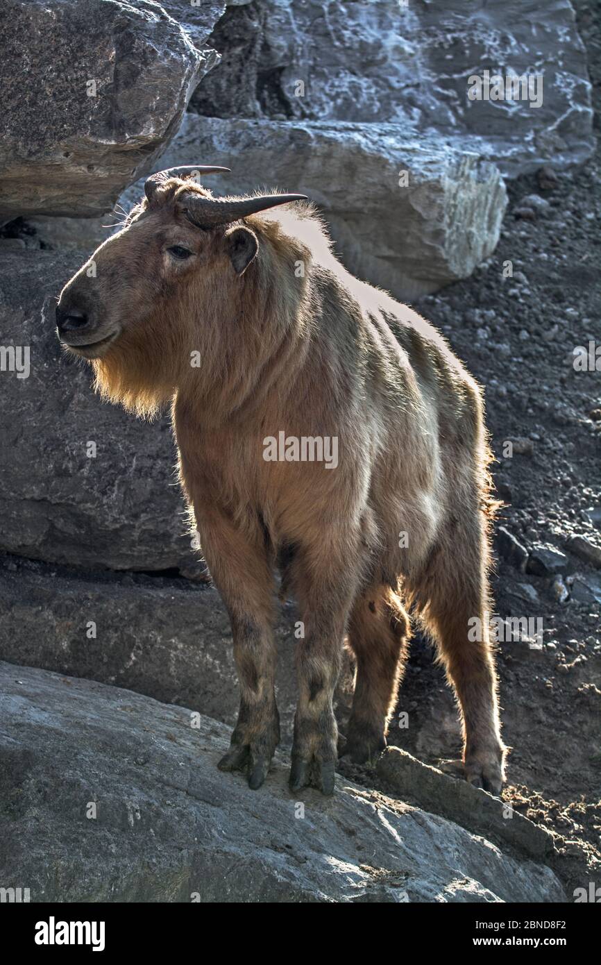 Golden takin hi-res stock photography and images - Alamy