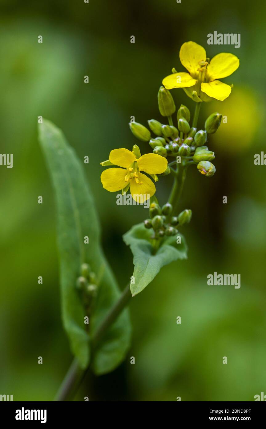 Oilseed rape (Brassica rapa subsp. oleifera) in flower, Belgium, June ...