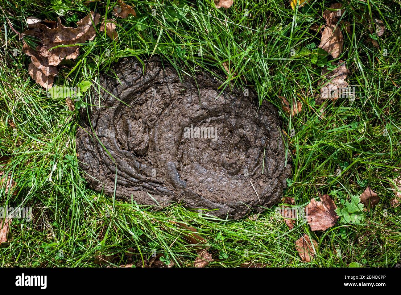 Cow pat hi-res stock photography and images - Alamy