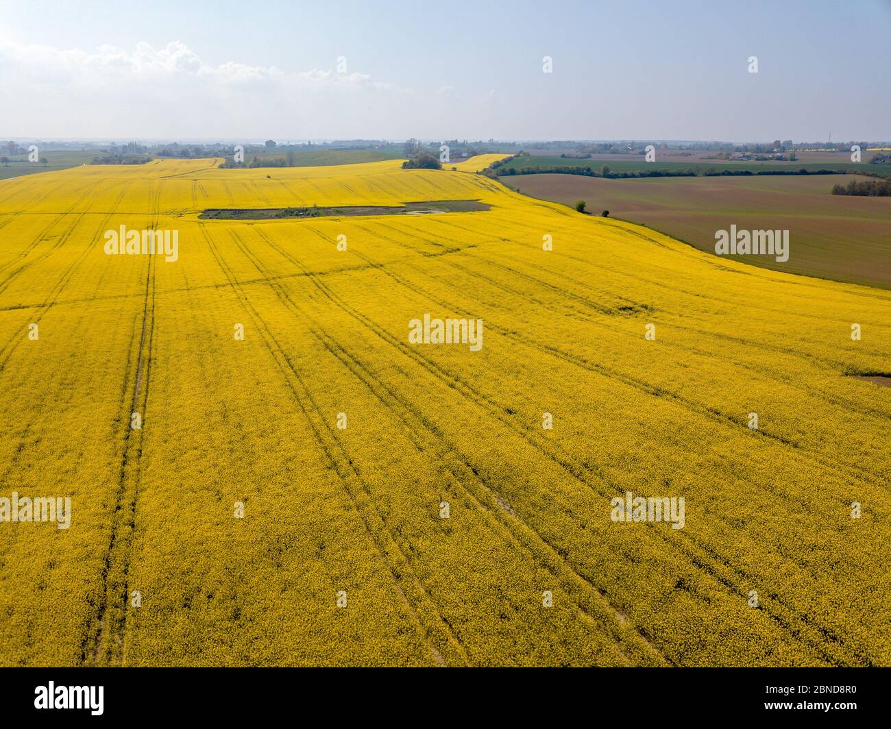 aerial photo of yellow rape field in denmark, cloudy day Stock Photo ...