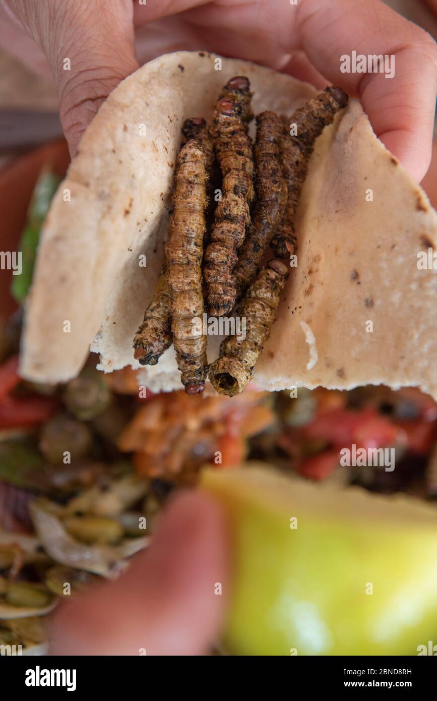 Roasted worms in a tortilla at a local restaurant in San Juan Raya ...