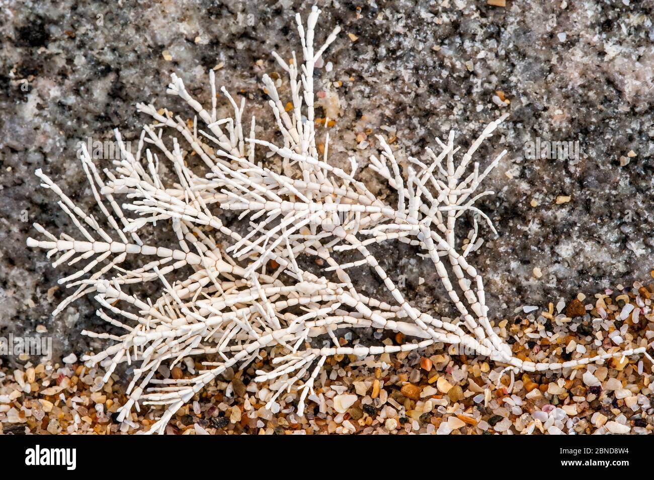 Common Coral Weed / Coralweed (Corallina officinalis) washed ashore on ...
