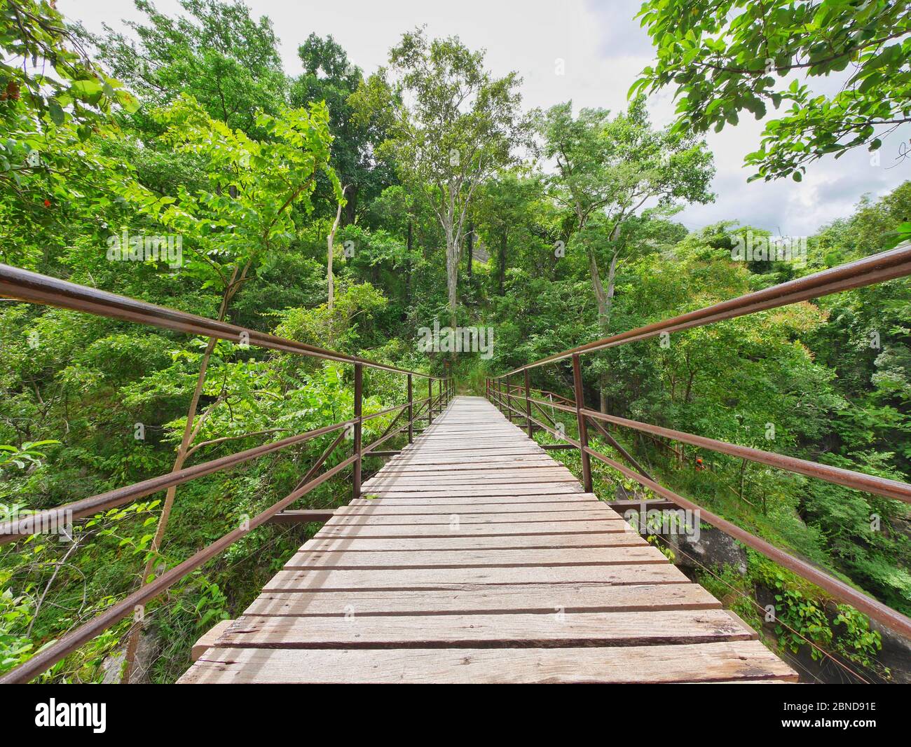 Thin Plank Wood Bridge Fernbank Project: Strongest Bridge Design