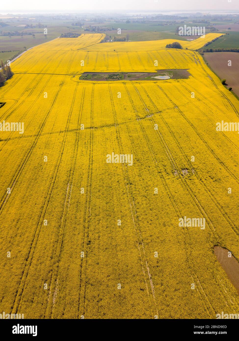 aerial photo of yellow rape field in denmark, cloudy day Stock Photo ...