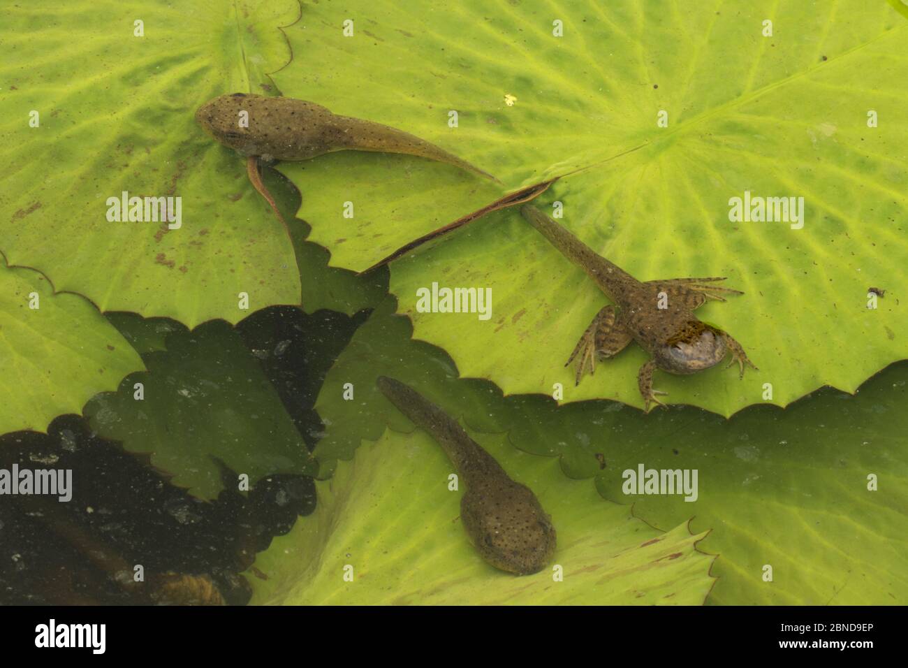 Bullfrog tadpole hi-res stock photography and images - Alamy