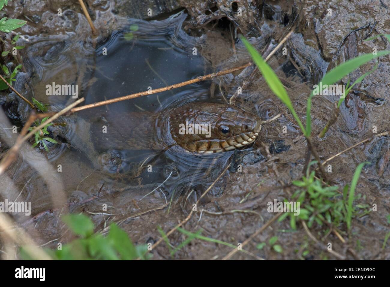Northern water snake (Nerodia sipedon) Virginia, USA Stock Photo - Alamy