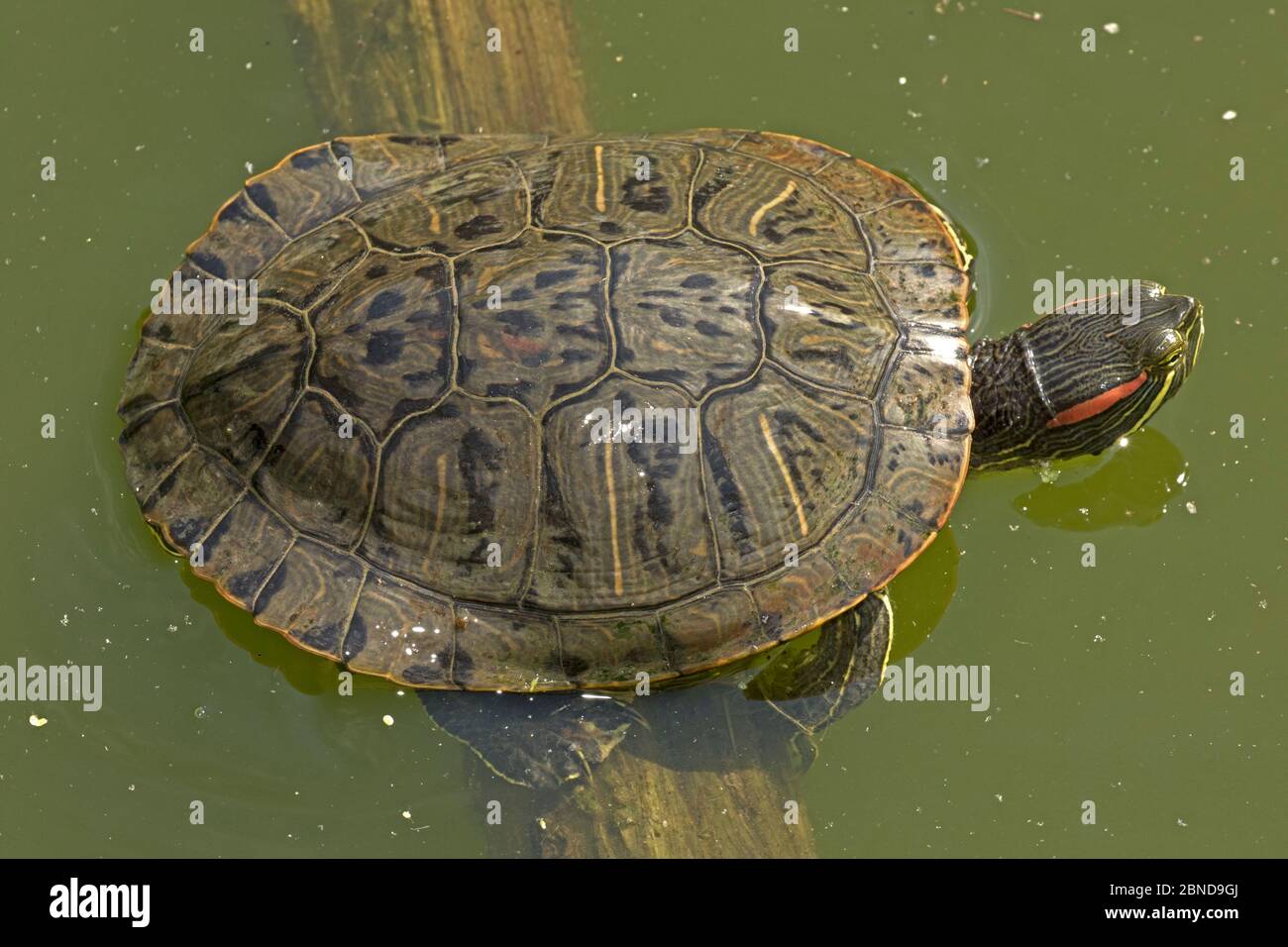 Red-eared slider (Trachemys scripta elegans), Virginia, USA, June Stock ...