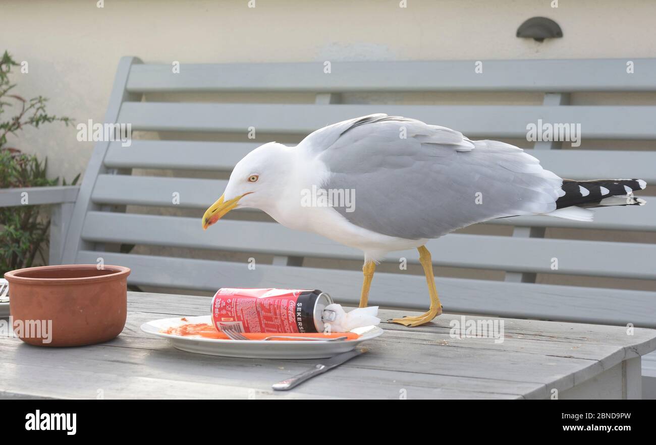Istanbul, Turkey. Seagull (Larus michahellis) at the breakfast table ...