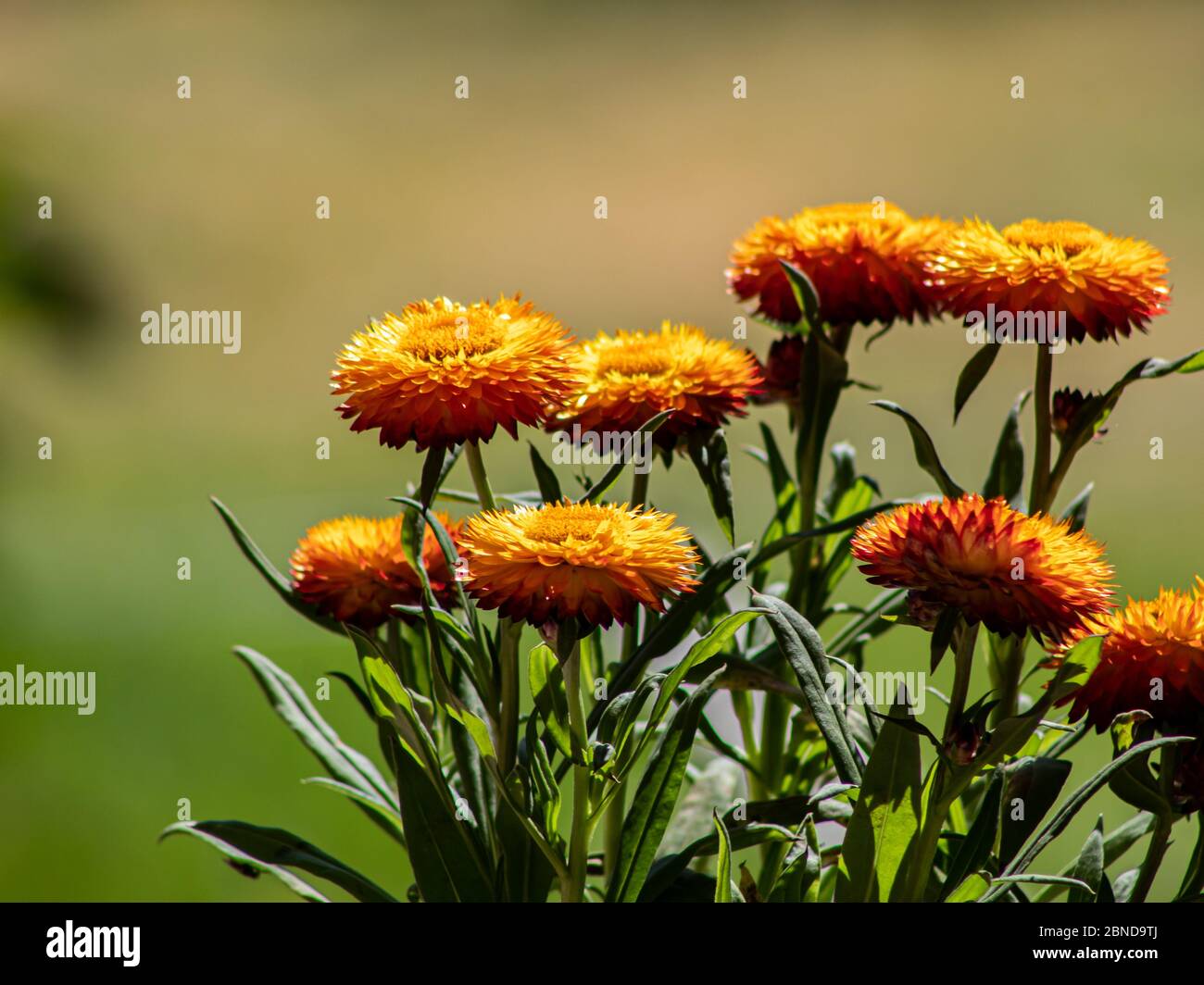 Mexico orange house plants hi-res stock photography and images - Alamy