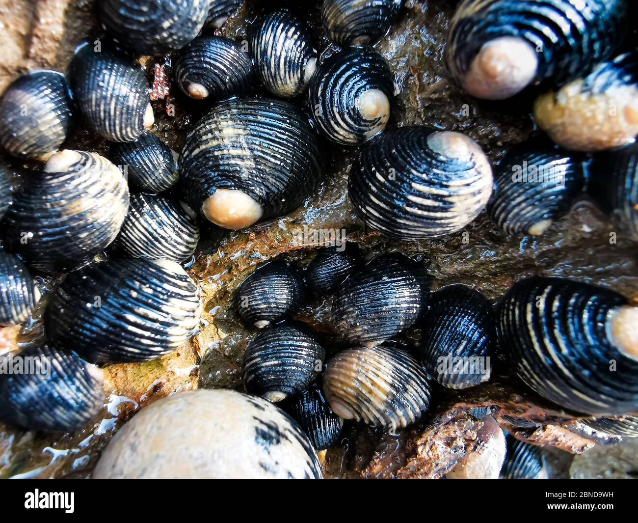 Group of snails on the rock Stock Photo - Alamy