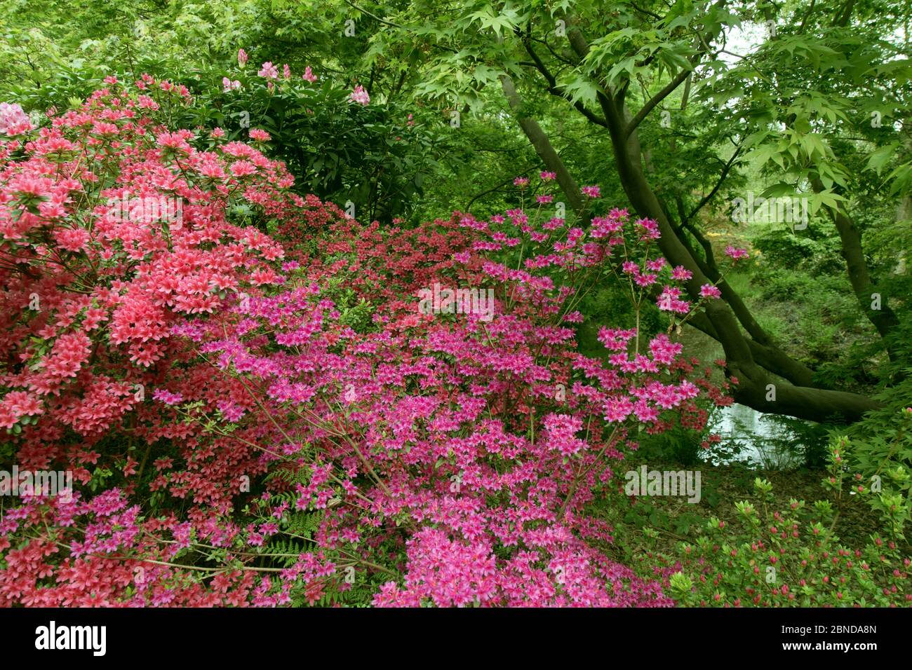 Flowering Azaleas in wooded area of Hoveton Hall garden, Norfolk ...