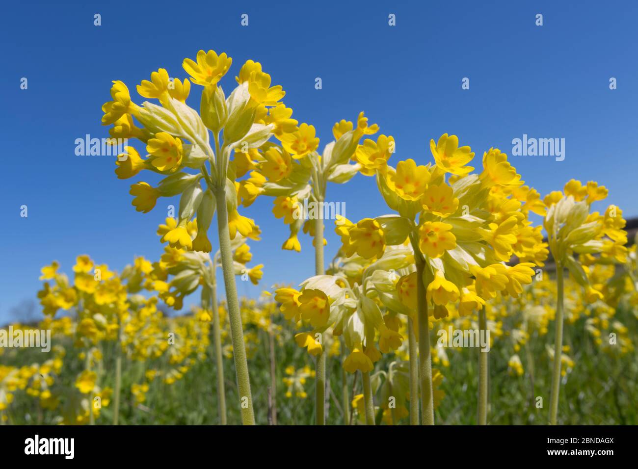 Cowslips primula veris in hi-res stock photography and images - Alamy