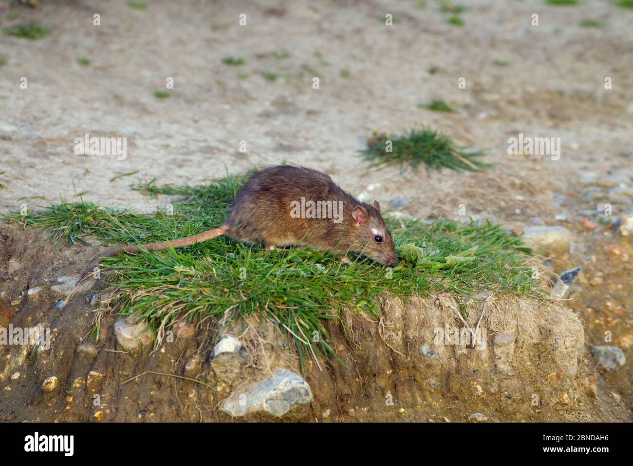 Brown rat (Rattus norvegicus) on riverbank, Norfolk, England, UK, April ...