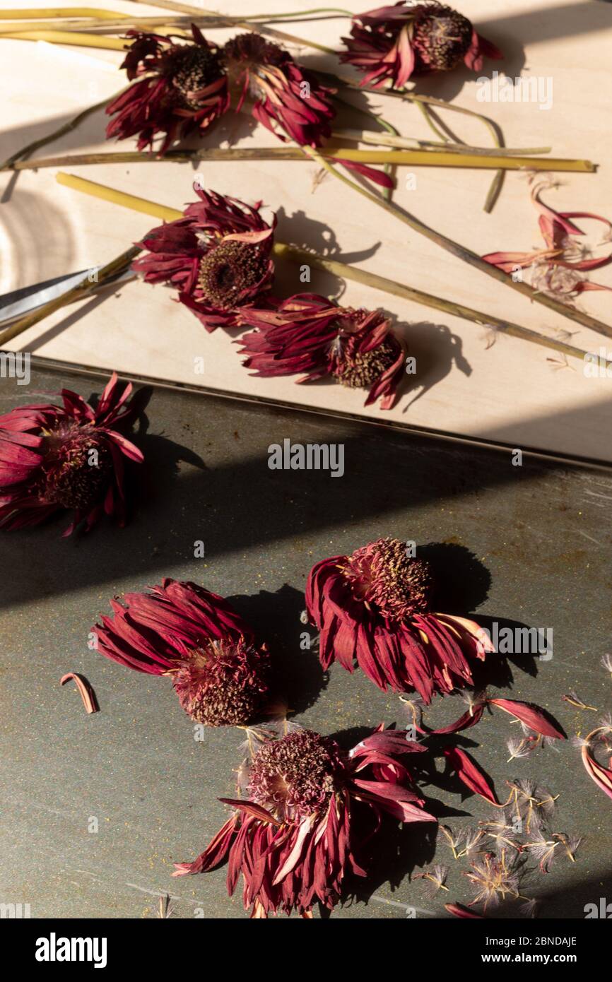 dried red flowers on wood and metal background Stock Photo - Alamy