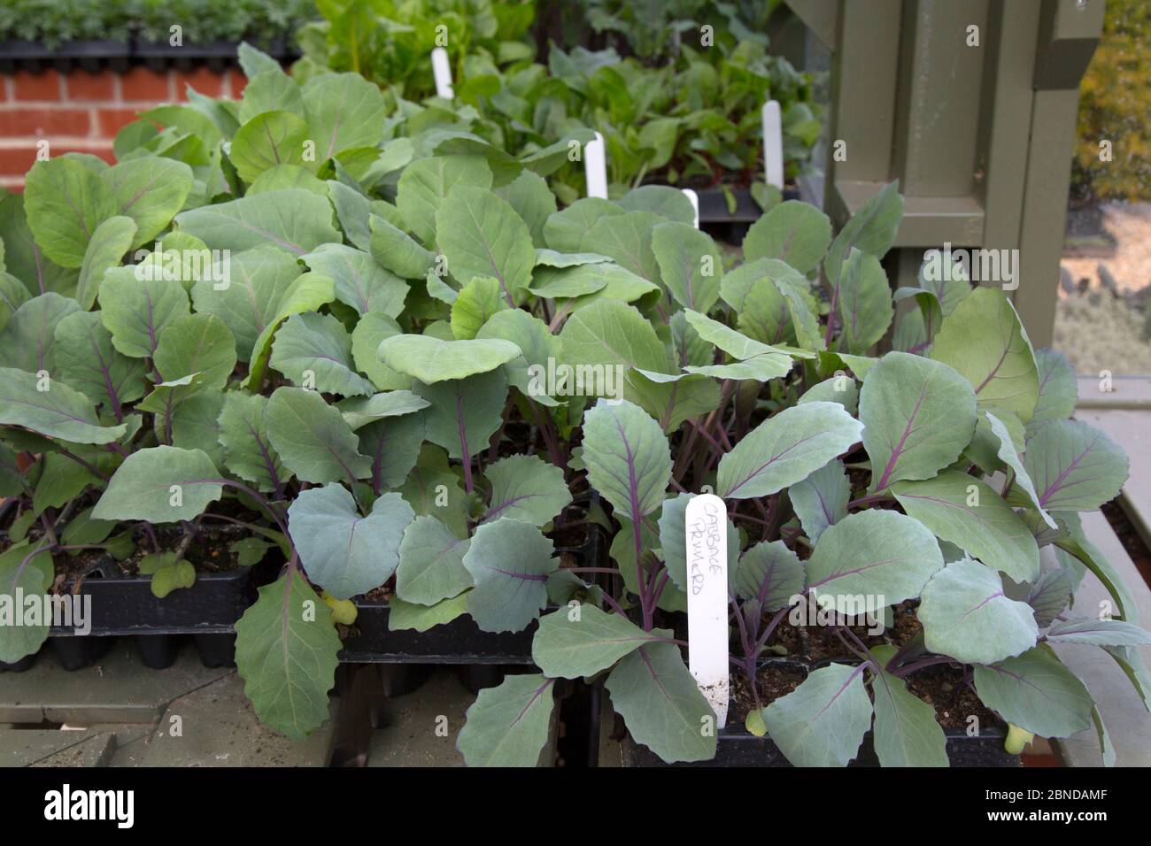 Cabbage family of plants hi-res stock photography and images - Alamy