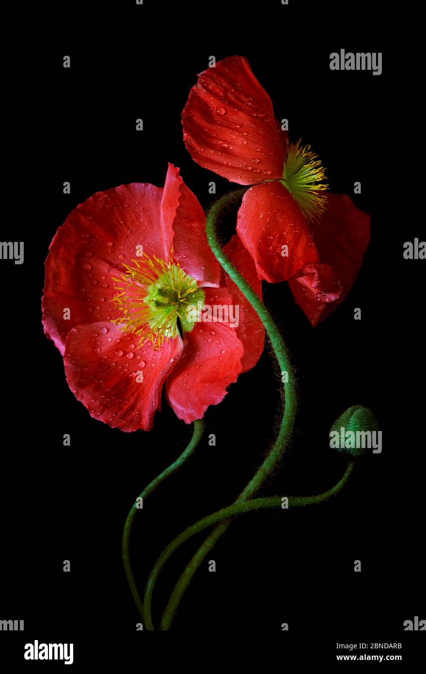 Black opium poppy hi-res stock photography and images - Alamy