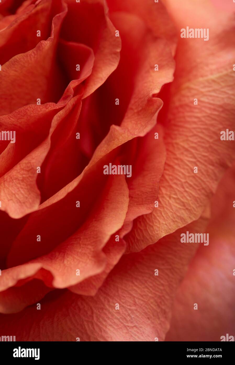 Bloom of Rose Petals Up Close Stock Photo - Alamy