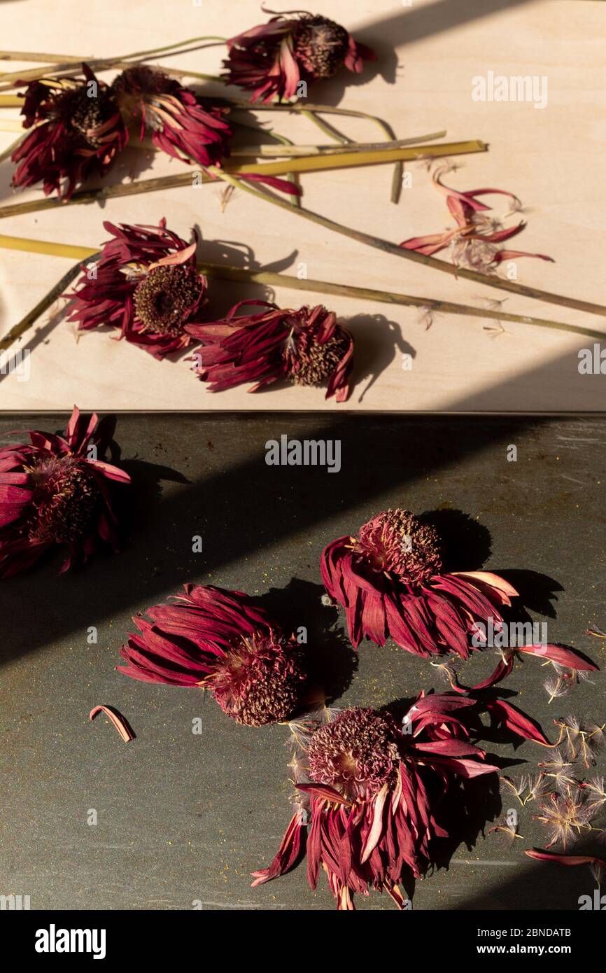 Angular flower floral hi-res stock photography and images - Alamy