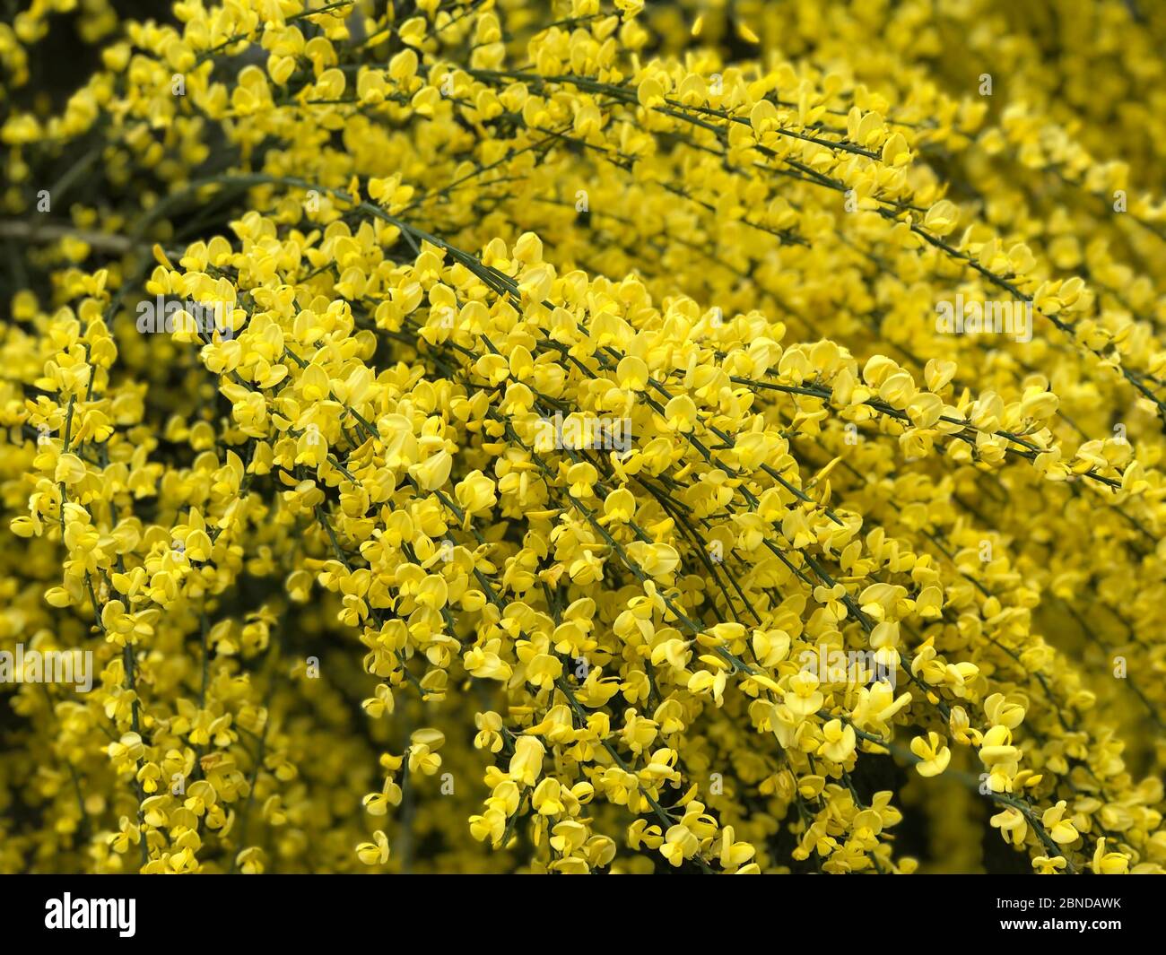 Mimosa bush hi-res stock photography and images - Alamy
