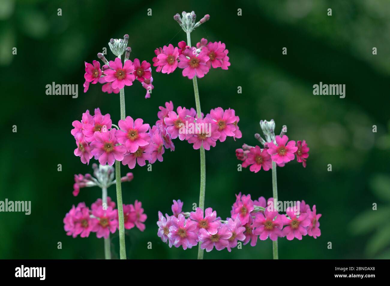 Bee's primrose (Primula beesiana) in flowers, Norfolk, England, UK, May ...