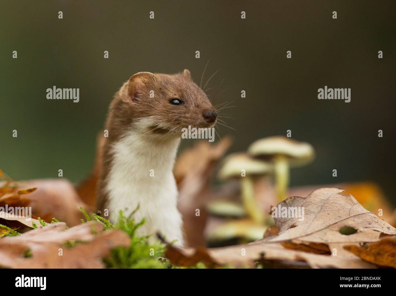 Weasel (Mustela nivalis) on woodland floor with fungi, autumn ...