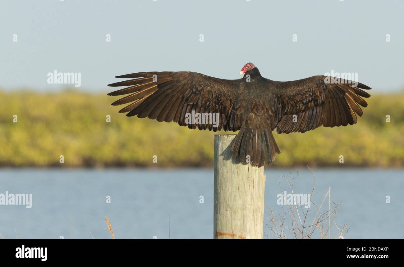 Turkey vulture (Cathartes aura) with wings out stretched, standing on ...