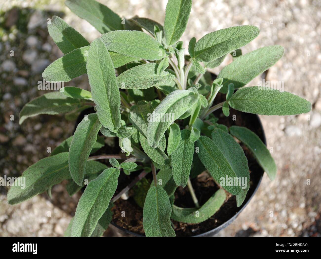 Pineapple sage pot hi-res stock photography and images - Alamy